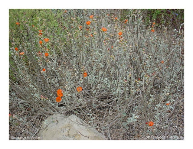 Sphaeralcea ambigua web show | PPT