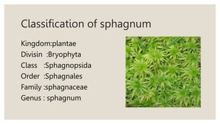 botany department,archegoniate,sphagnum.sp