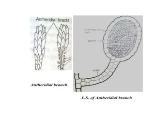 Sphagnum_Taxonomy and morphology with diagrams | PPTX