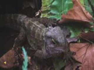 Sphenodontia video | PPTX