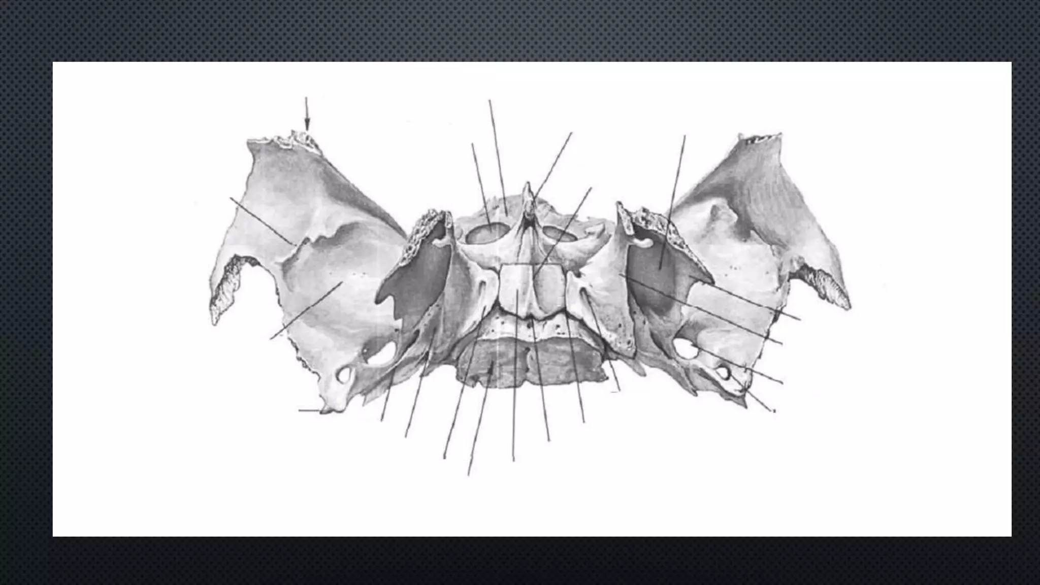 Sphenoid and Ethmoid bones | PPTX | Bone and Joint Conditions ...