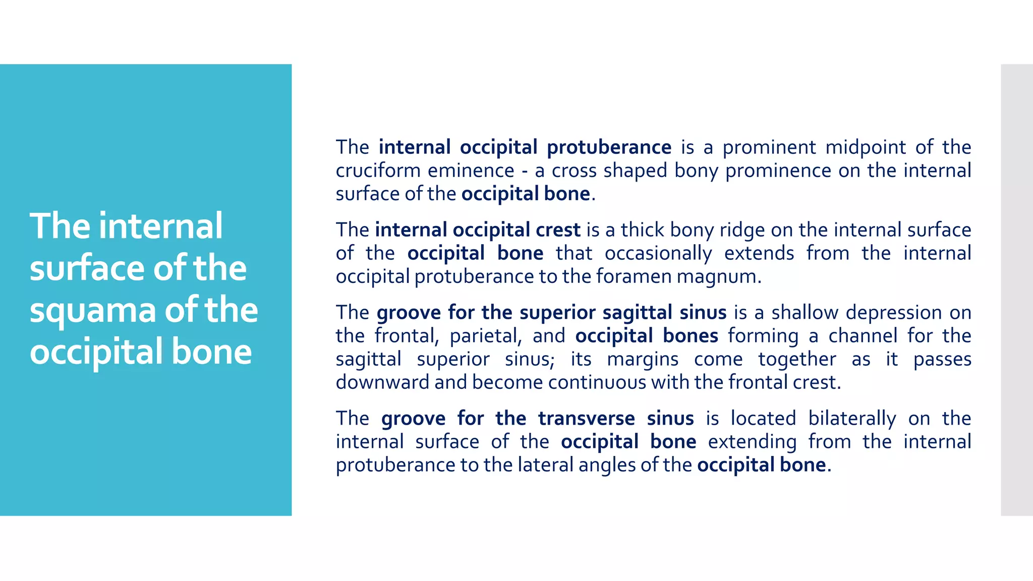 Skeletal System:- Neurocranium - Sphenoid bone | PPT