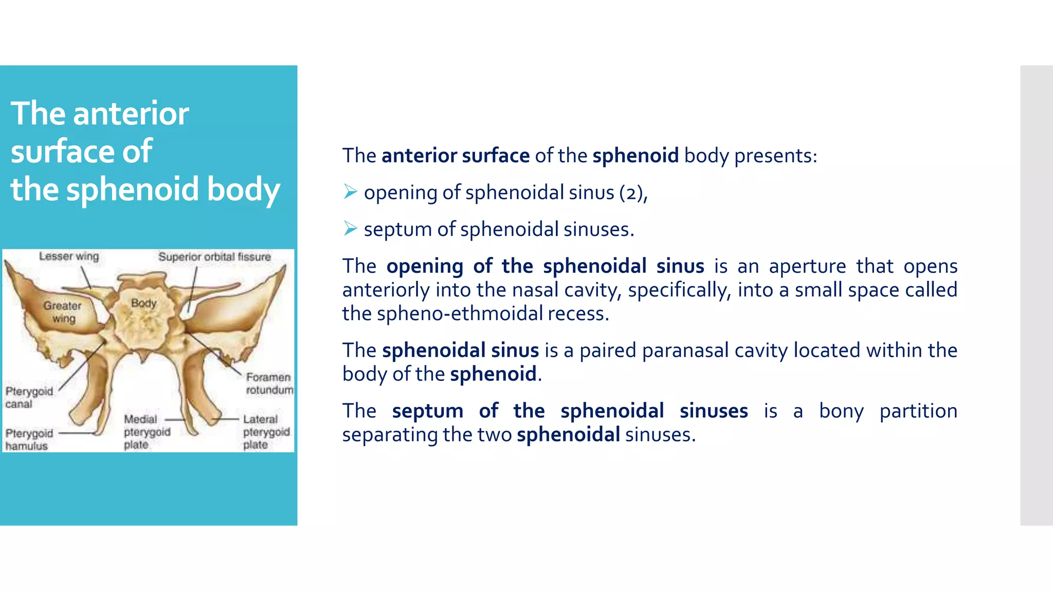 Skeletal System:- Neurocranium - Sphenoid bone | PPT