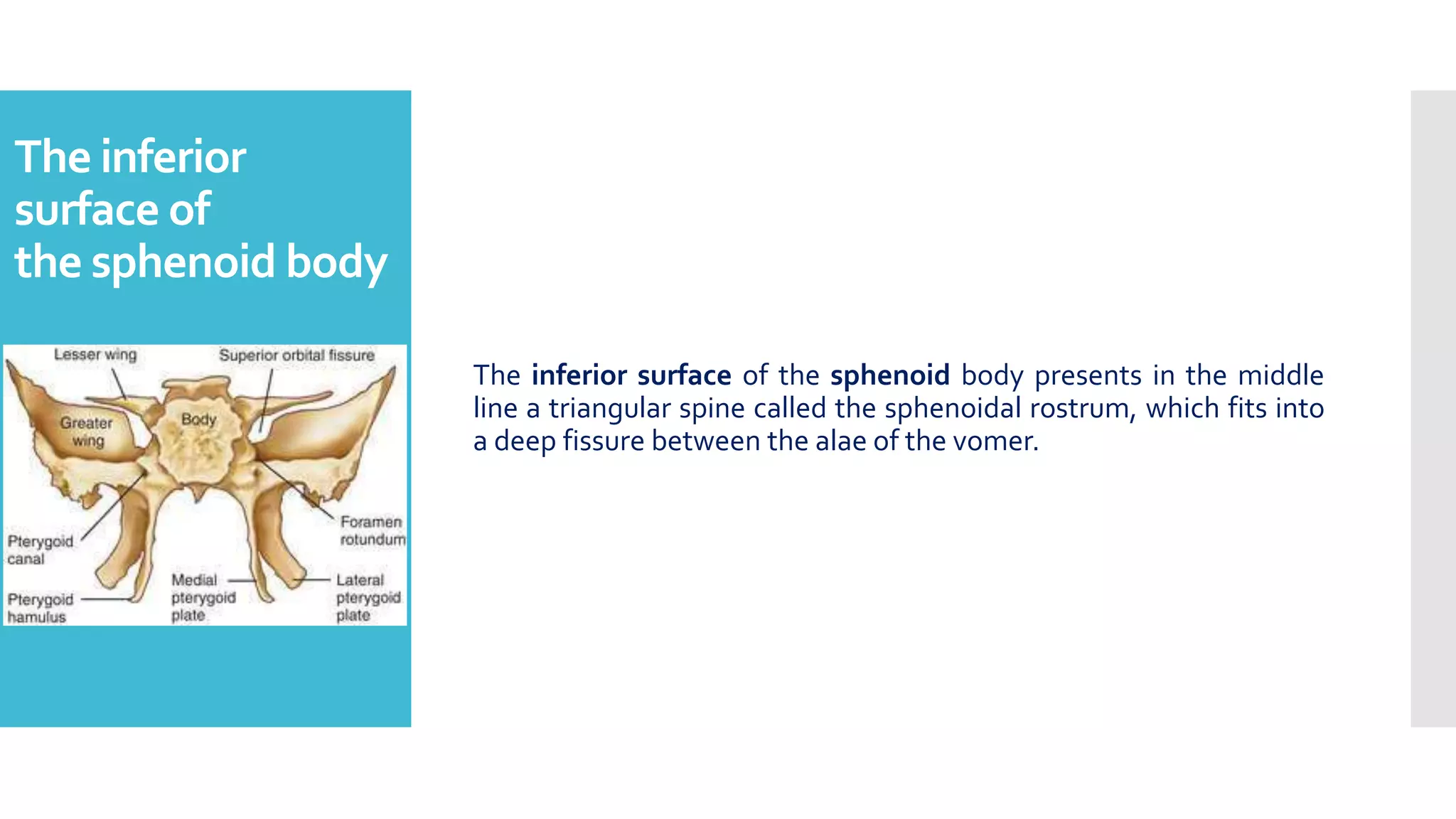 Skeletal System:- Neurocranium - Sphenoid bone | PPT