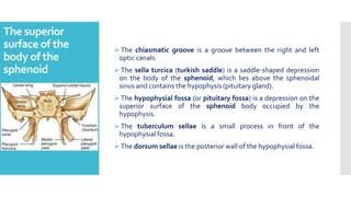 Skeletal System:- Neurocranium - Sphenoid bone | PPT