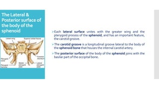 Skeletal System:- Neurocranium - Sphenoid bone | PPT