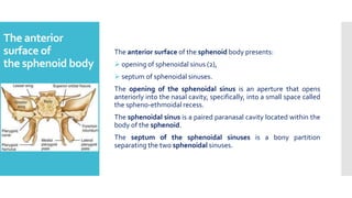 Skeletal System:- Neurocranium - Sphenoid bone | PPT