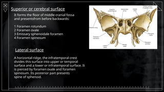 sphenoid bone anatomy and clinical anatomy | PPTX
