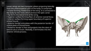 sphenoid bone anatomy and clinical anatomy | PPT