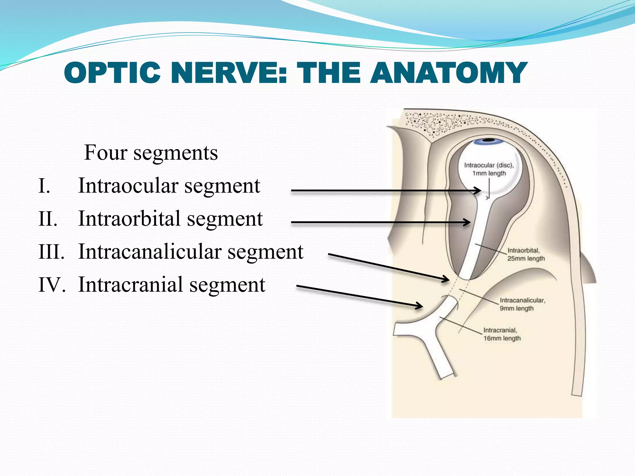 Sphenoid sinus and optic nerve | PPTX | Ear, Nose and Throat Conditions ...