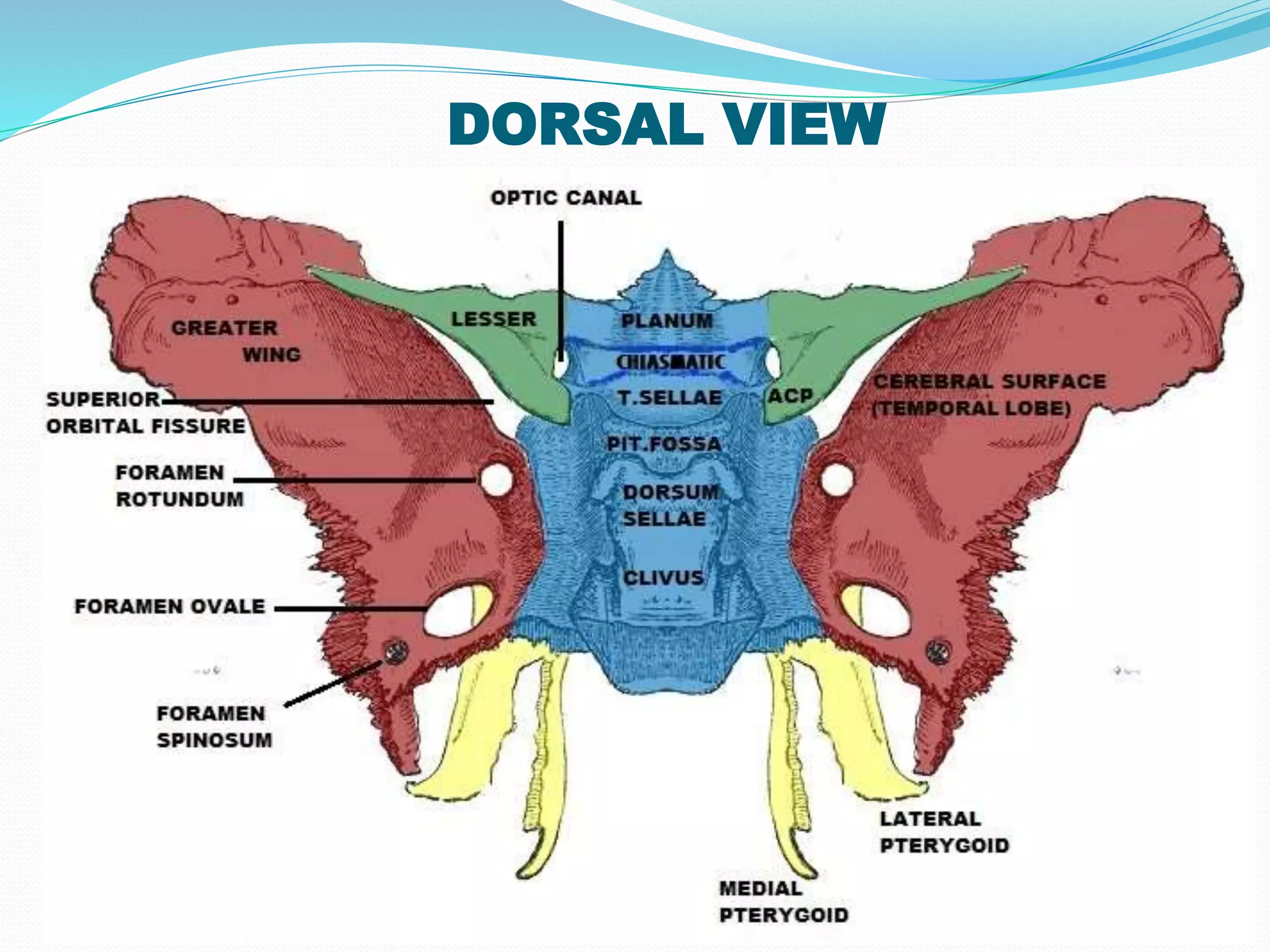 Sphenoid sinus and optic nerve | PPTX