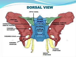 Sphenoid sinus and optic nerve | PPTX