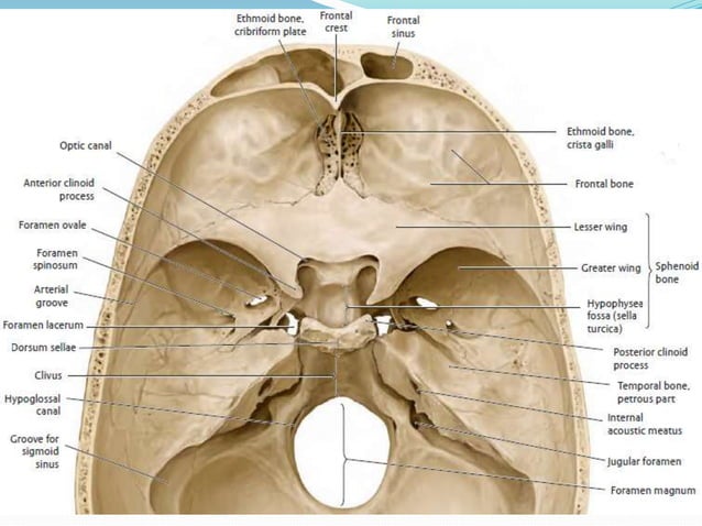 Sphenoid sinus and optic nerve