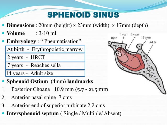 Sphenoid sinus and optic nerve