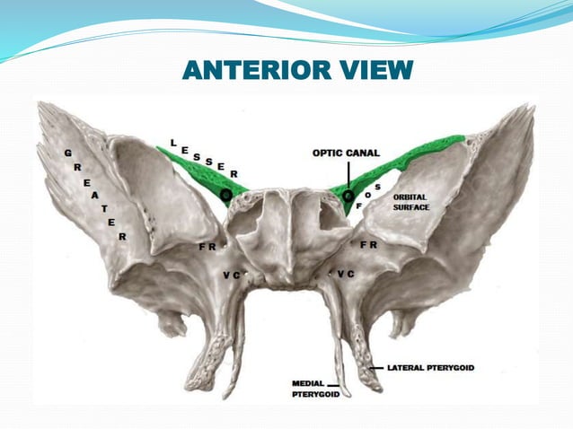 Sphenoid sinus and optic nerve