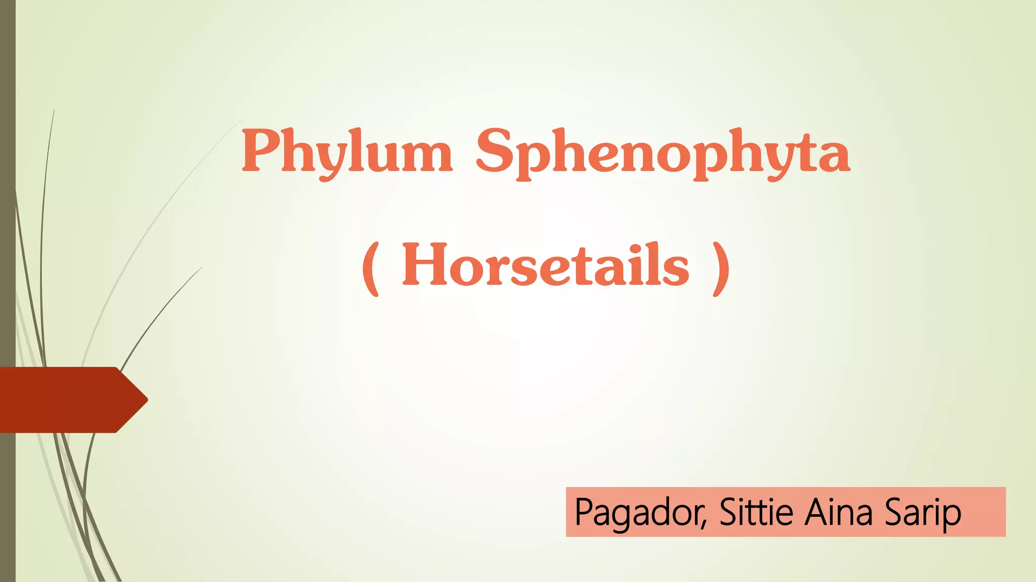 Sphenophyta | PPTX