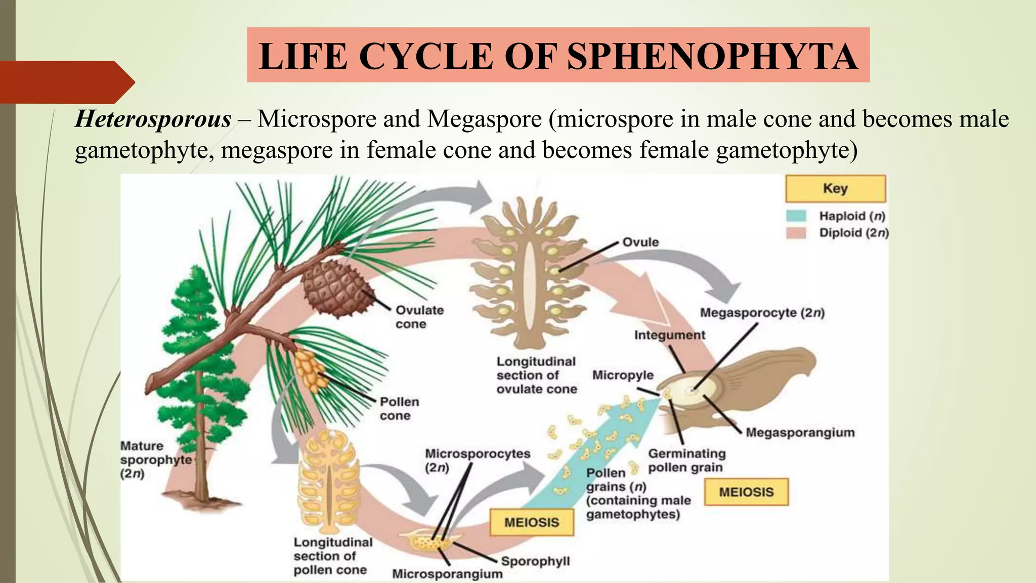 Sphenophyta | PPTX