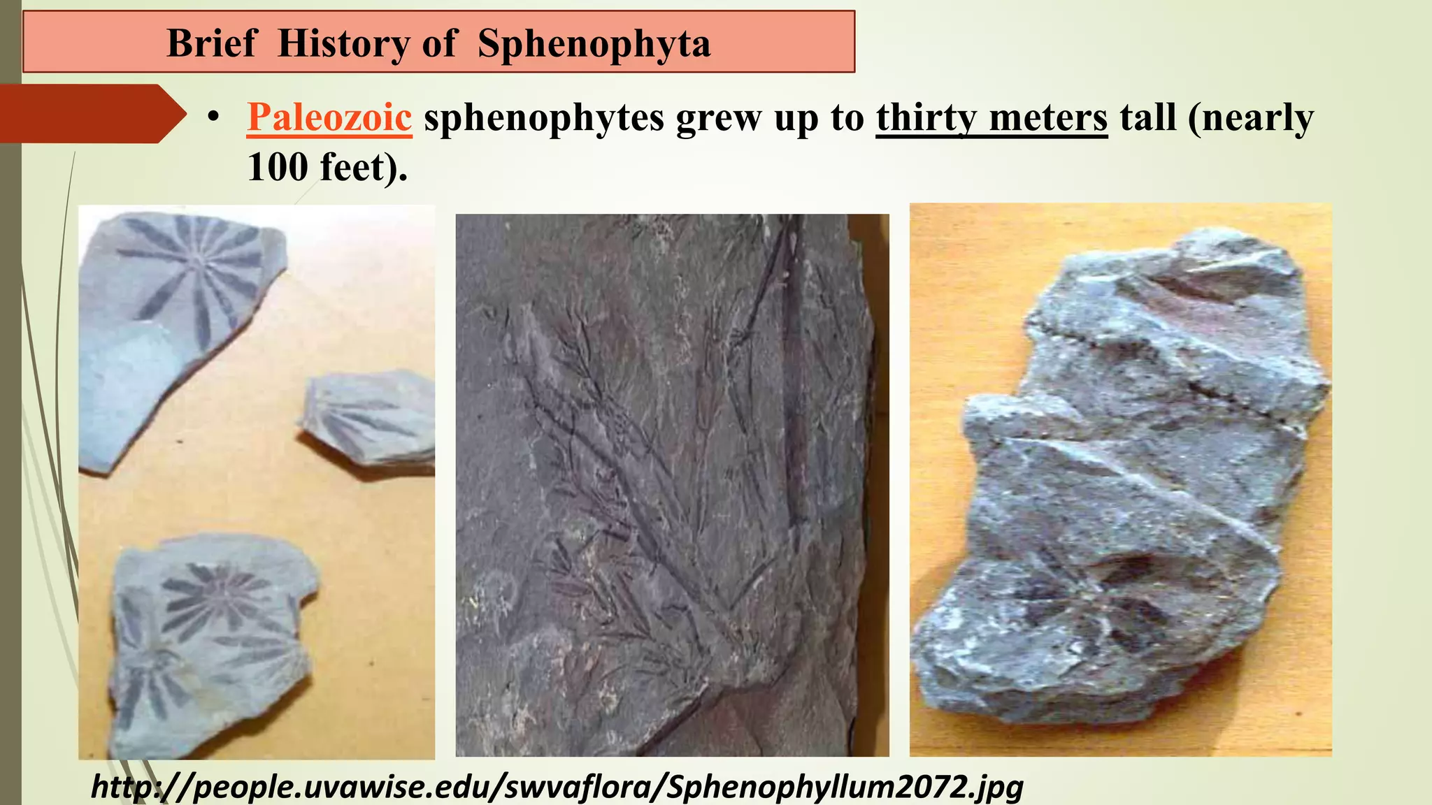 Sphenophyta | PPTX
