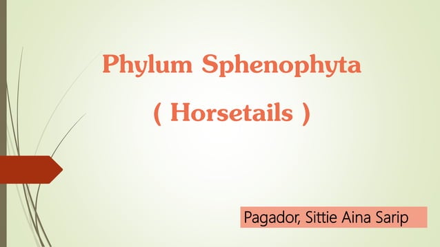 Sphenophyta | PPTX
