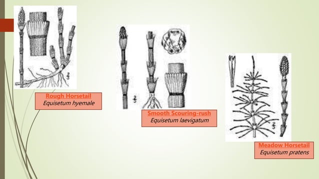 Sphenophyta | PPTX