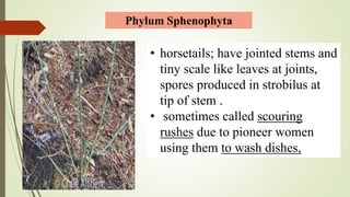 Sphenophyta | PPTX