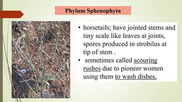 Sphenophyta | PPTX