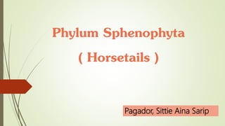 Sphenophyta Horsetails Diagram