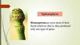 Sphenophyta Horsetails Diagram