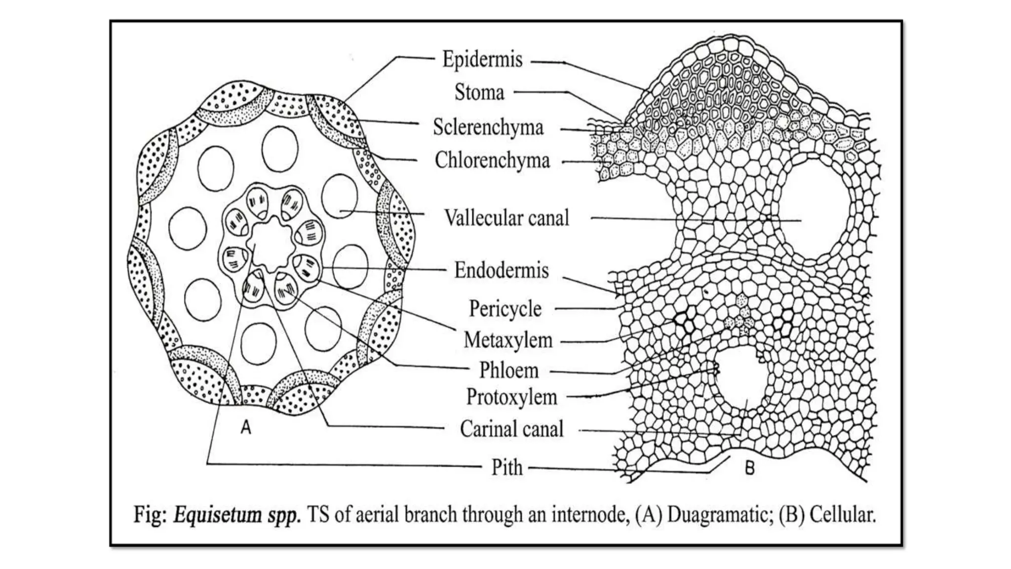 Sphenopsida details | PPTX