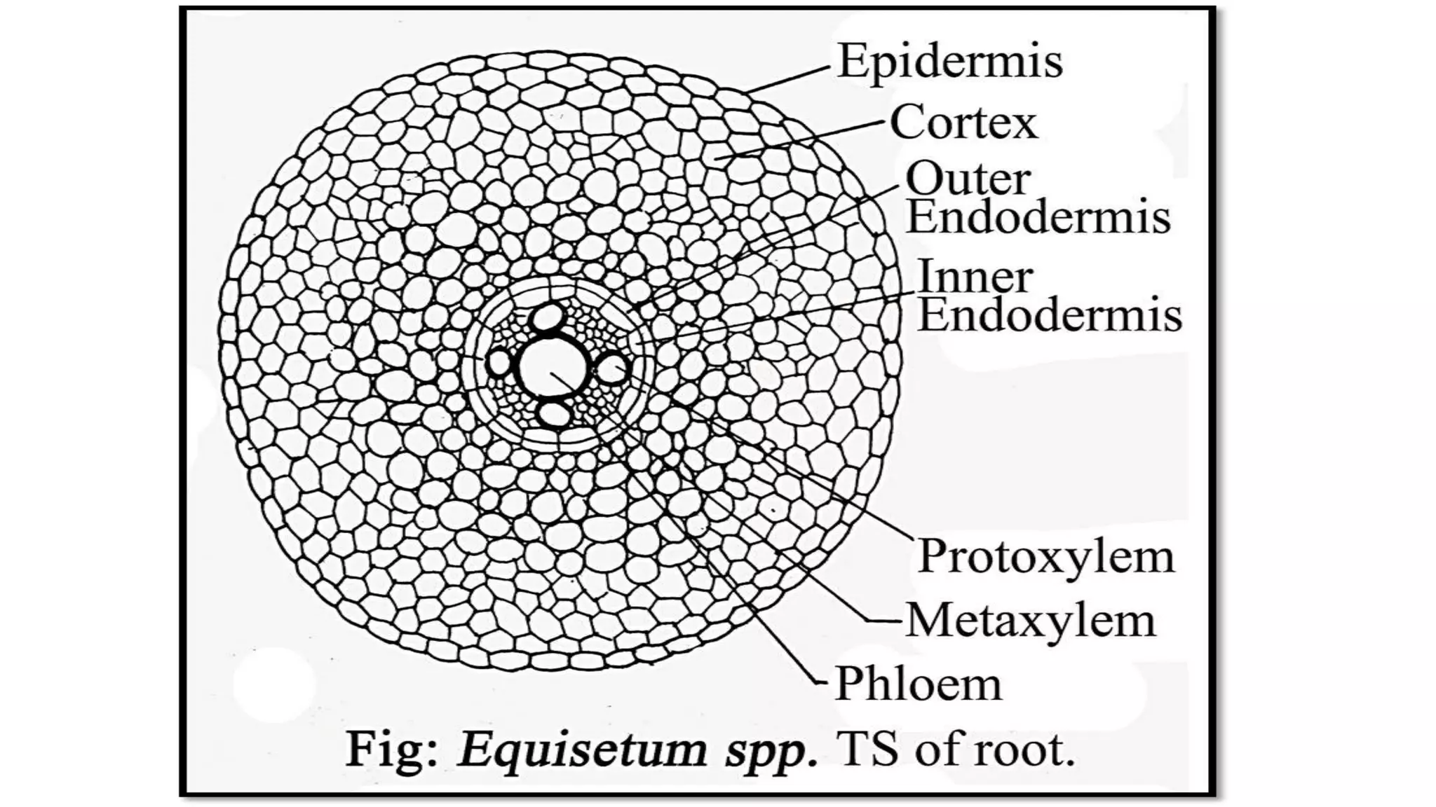 Sphenopsida details | PPTX