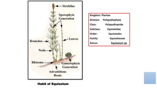 Sphenopsida details | PPTX