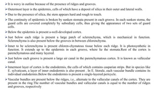 Sphenopsida details | PPTX