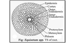 Sphenopsida details | PPTX