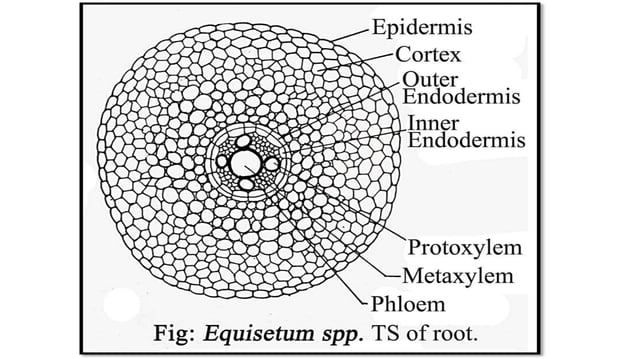 Sphenopsida details | PPTX