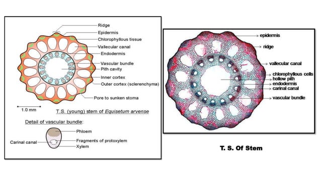 Sphenopsida details | PPTX