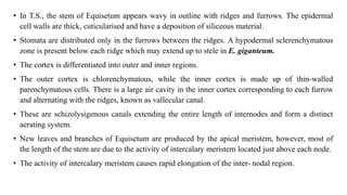 Sphenopsida details | PPTX