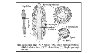 Reproduction In Sphenopsida | PPTX