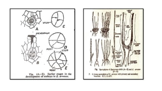 Reproduction In Sphenopsida | PPTX