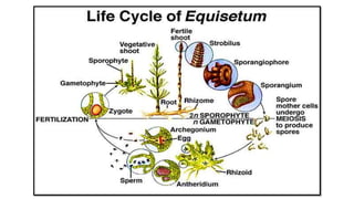 Reproduction In Sphenopsida | PPTX