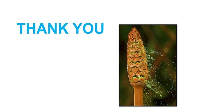 Reproduction In Sphenopsida | PPTX