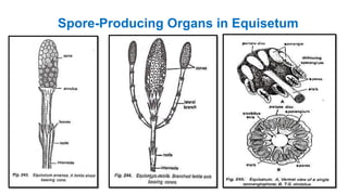 Reproduction In Sphenopsida | PPTX