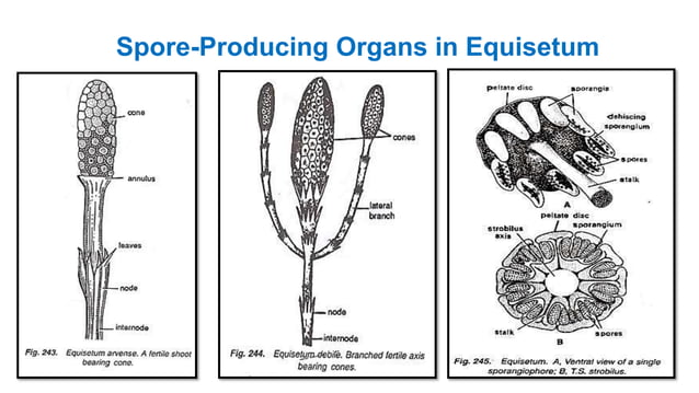 Reproduction In Sphenopsida | PPTX