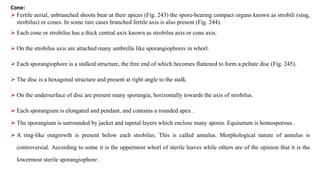 Reproduction In Sphenopsida | PPTX