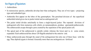 Reproduction In Sphenopsida | PPTX