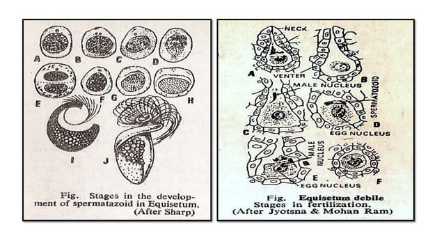 Reproduction In Sphenopsida | PPTX