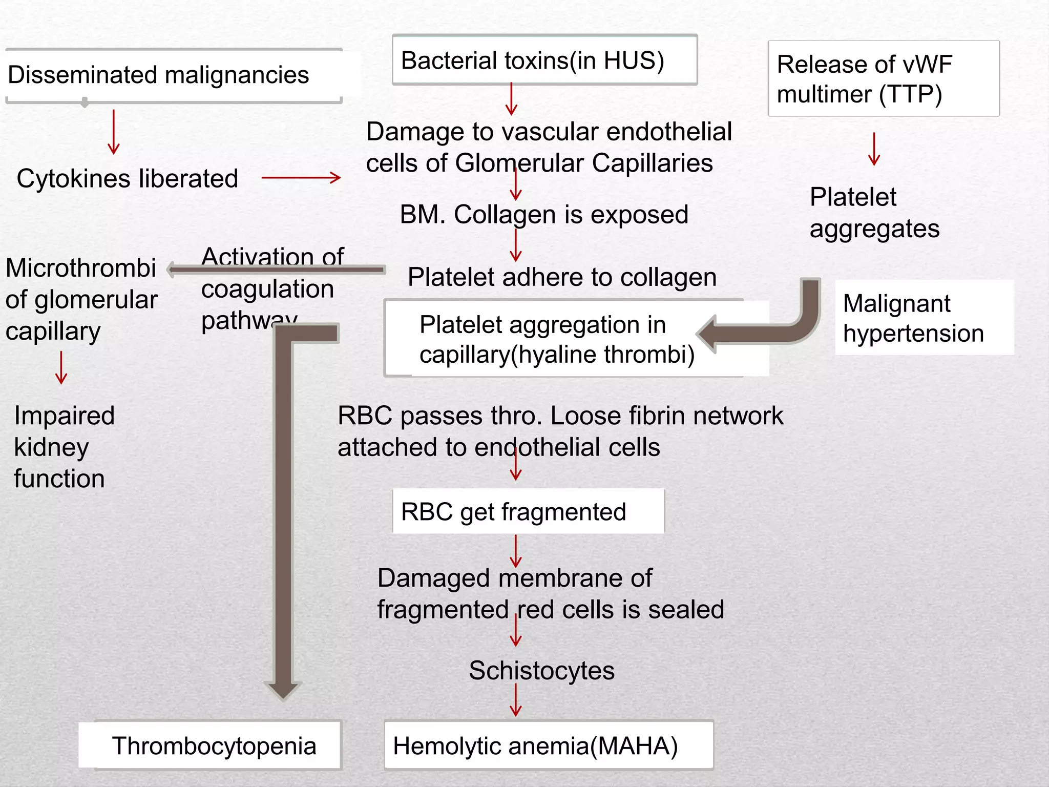 Spherocytes significance and differential diagnosis | PPTX