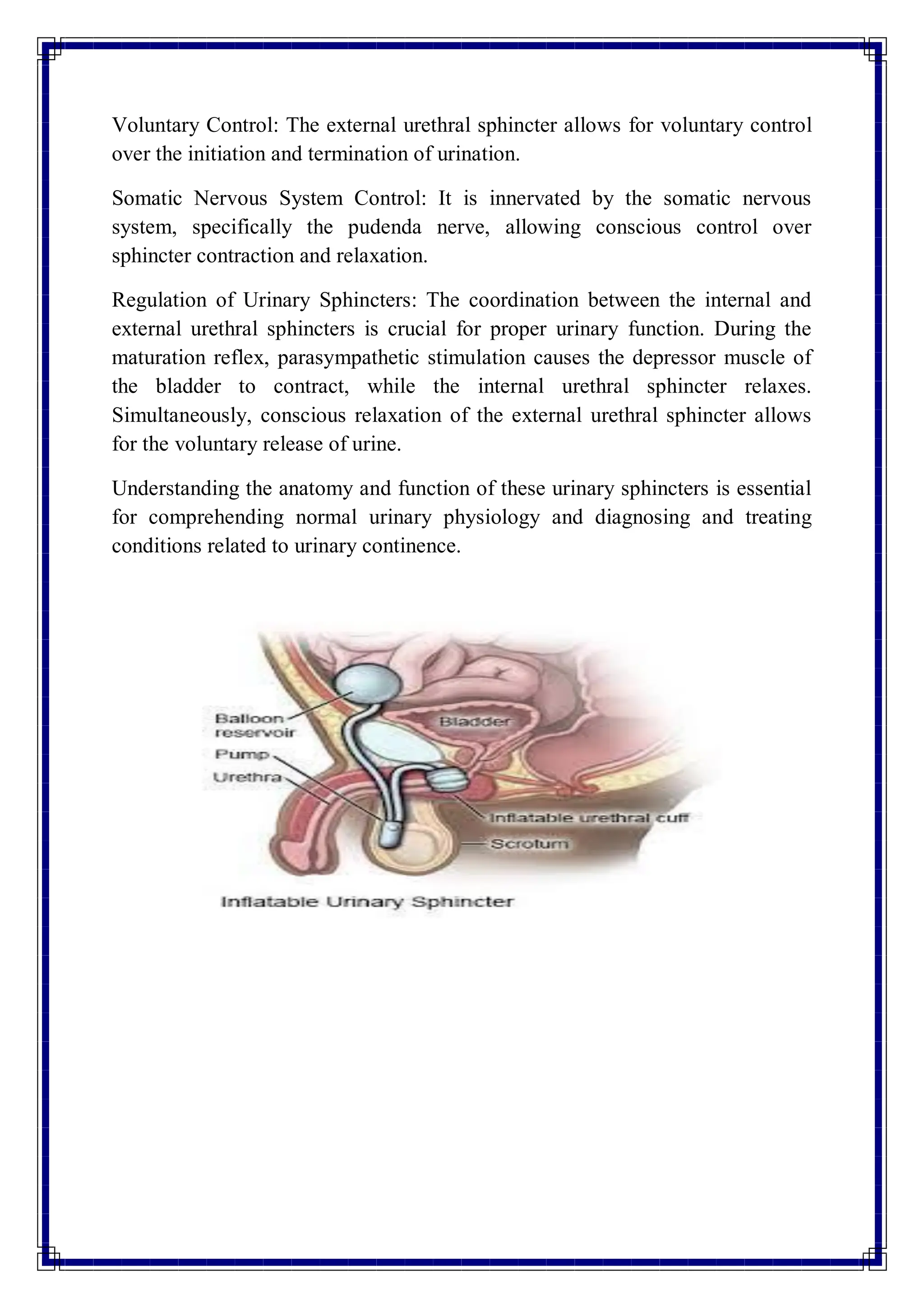 Sphincter Muscles assignment.pdf