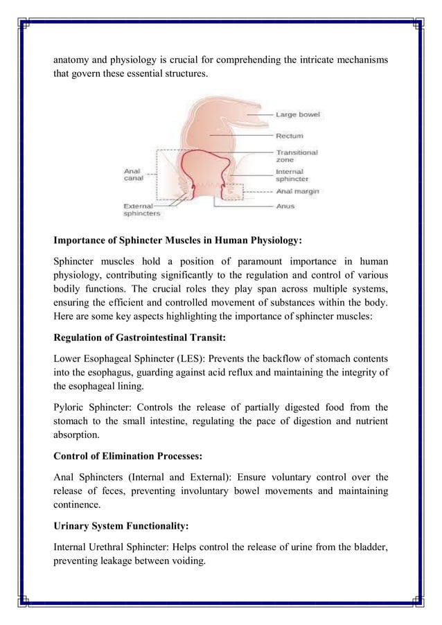 Sphincter Muscles assignment.pdf | Digestive Disorders | Diseases and ...