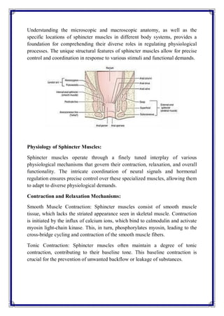 Sphincter Muscles assignment.pdf