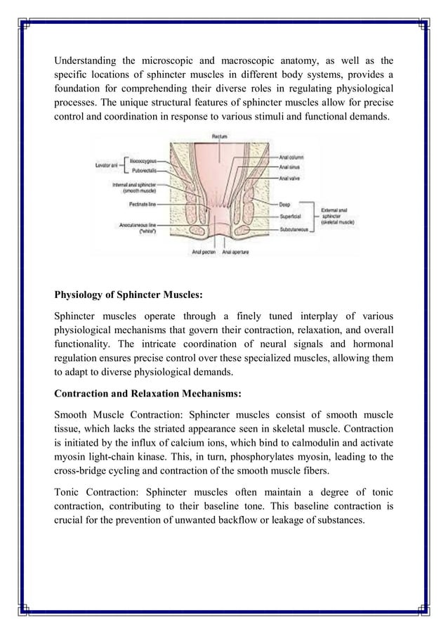 Sphincter Muscles assignment.pdf | Digestive Disorders | Diseases and ...